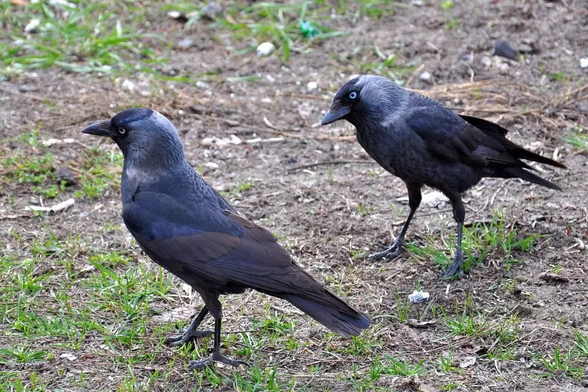 Jackdaws mencari pasangan seumur hidup.