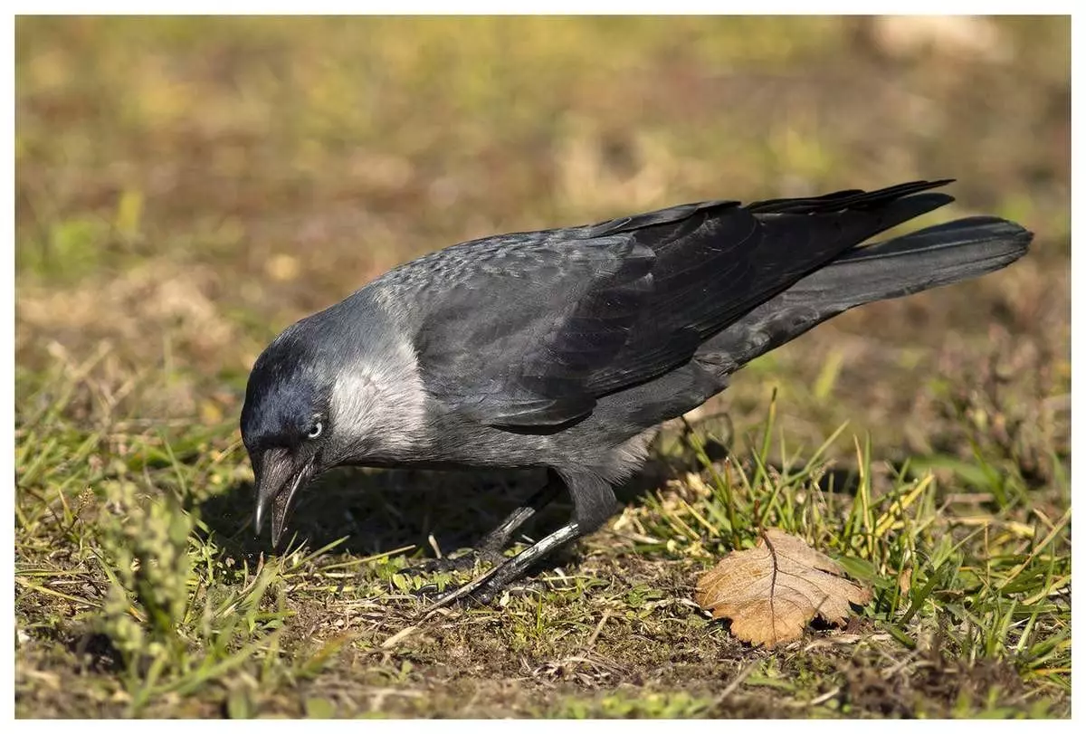 Jackdaw is 'n allesetende dier.