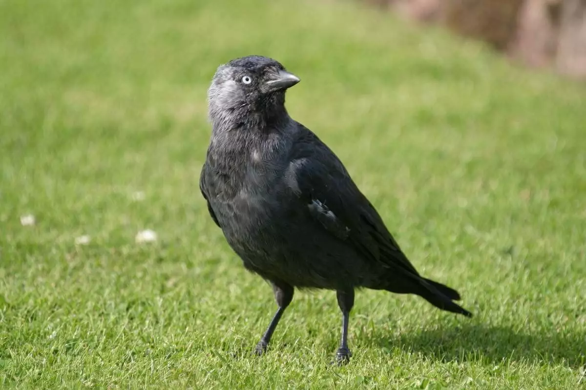 La taccola è un uccello comune in Eurasia.