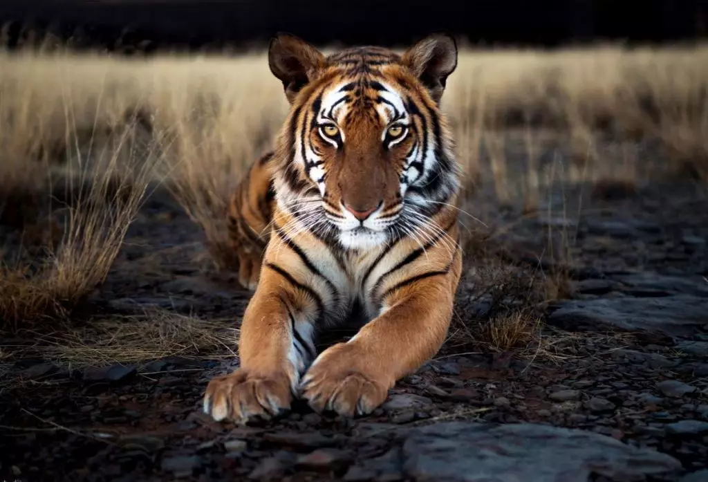 Tigre chinês (Panthera tigris amoyensis).