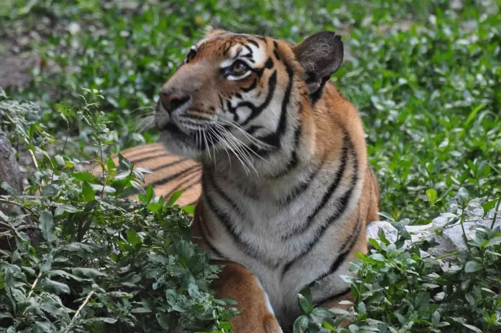 Na maioria das vezes, o tigre se aproxima da vítima por trás ou pelo lado e dá um salto da distância mais próxima possível, agarrando-se à garganta.