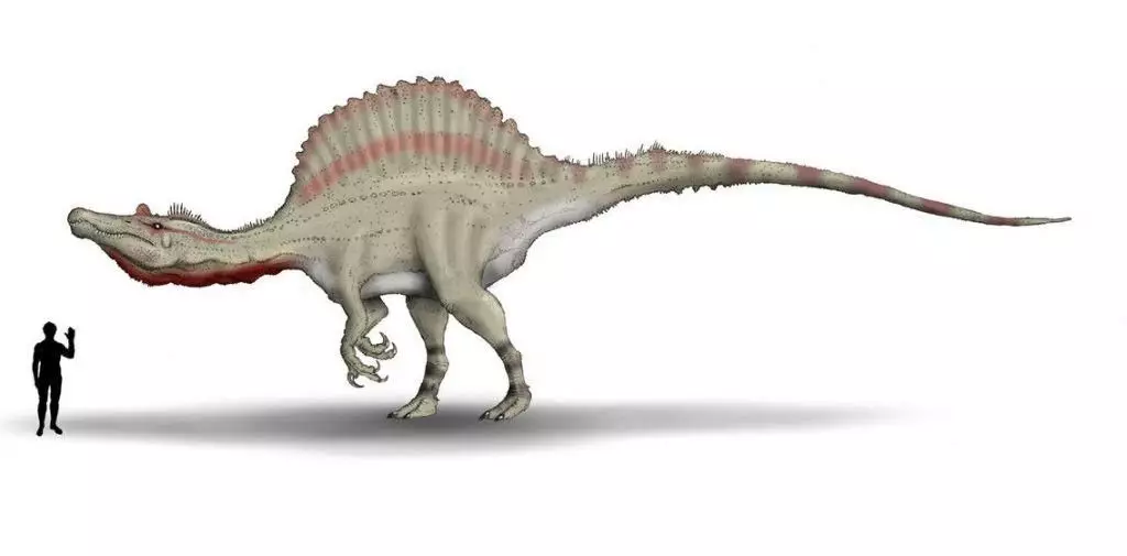 Spinosaurus (Latin Spinosaurus)