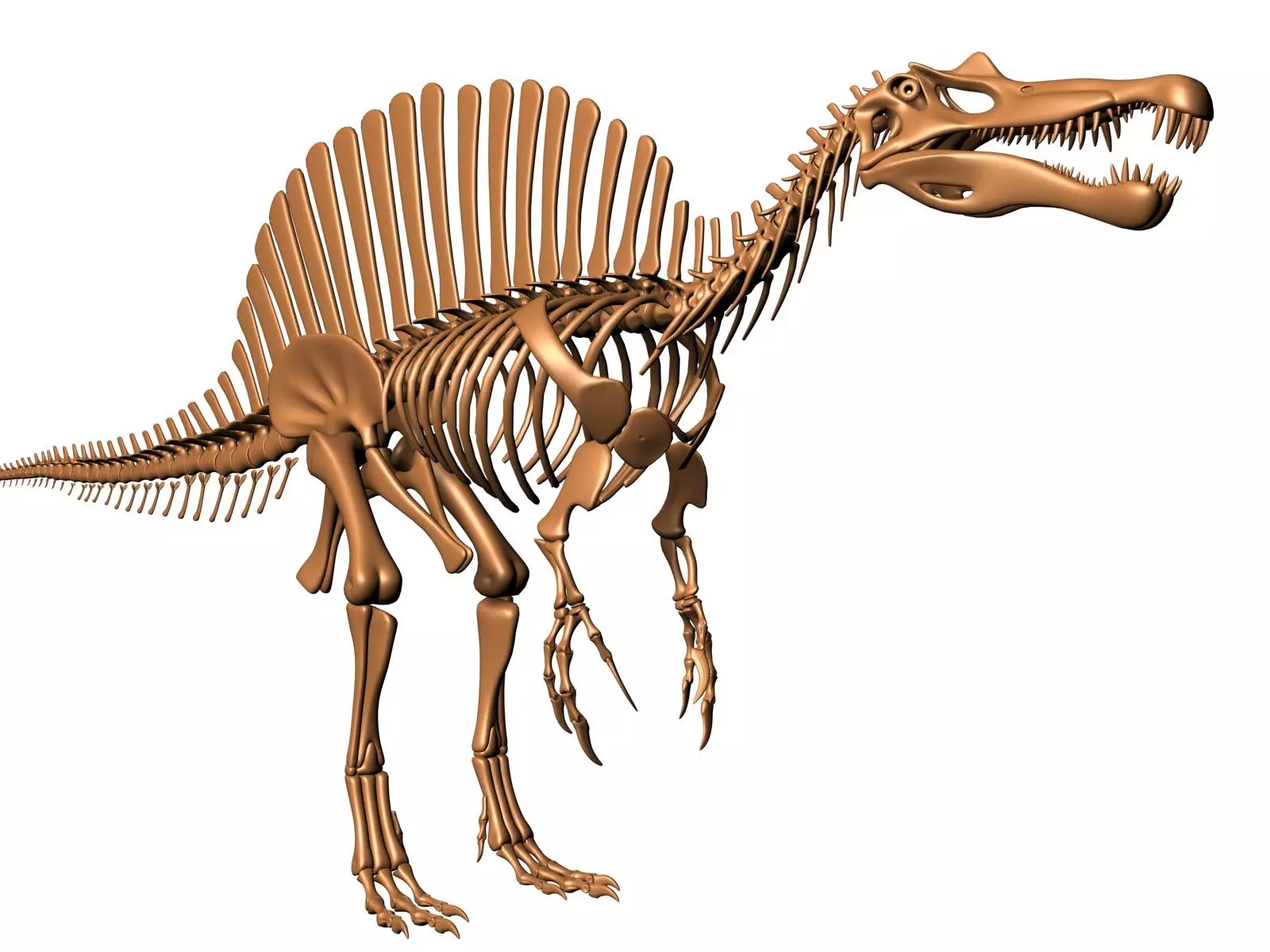 Spinosaurus csontváz.