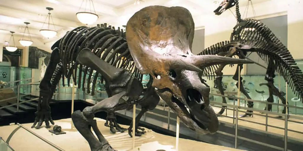 Triceratops kwarangwal.