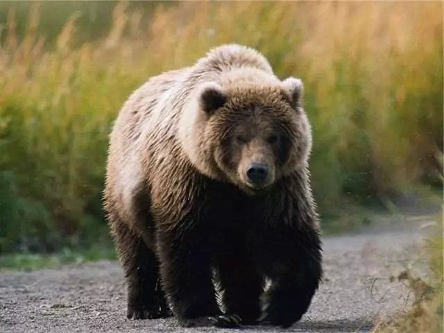 Bear Kamchatka paling gedhe ing antarane clubfoot
