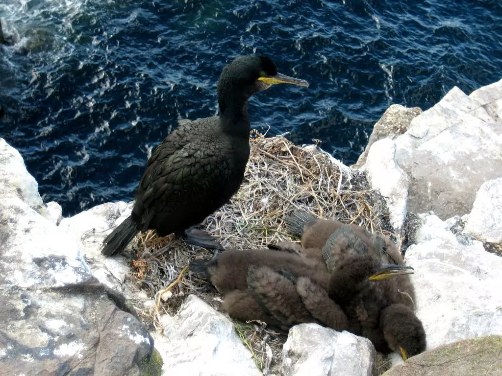 Ova obitelj kormorana uspjela je sagraditi gnijezdo na zaklonjenom i slikovitom mjestu.