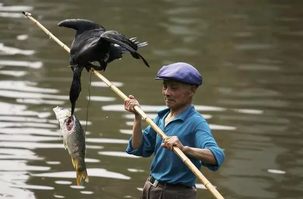 Pesca com corvo-marinho.
