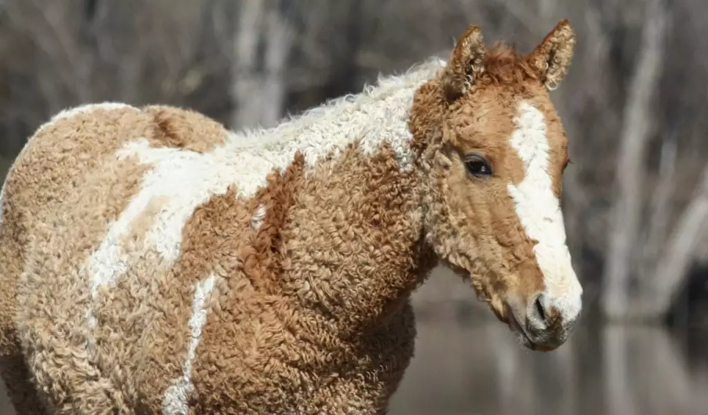 American Curly Bashkir.