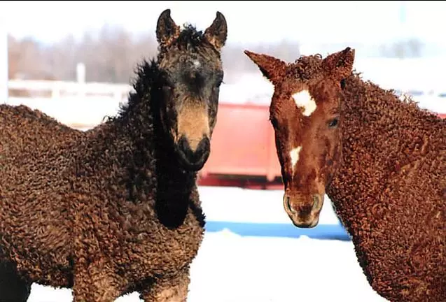 The previously existing Lokai breed was very similar to the curly Bashkir horses.