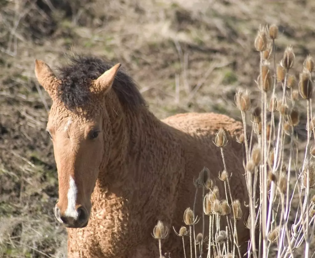 According to research, it became known that American Bashkirs are hybrids.