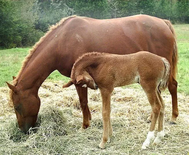 Due to the presence of wool, this horse breed can live in harsh snowy regions.