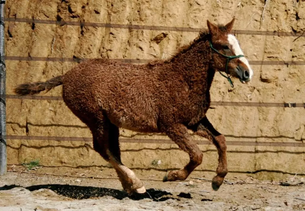 Durante séculos, os cabalos Bashkir de cabeza rizada empregáronse como unha raza traballadora e produtiva.