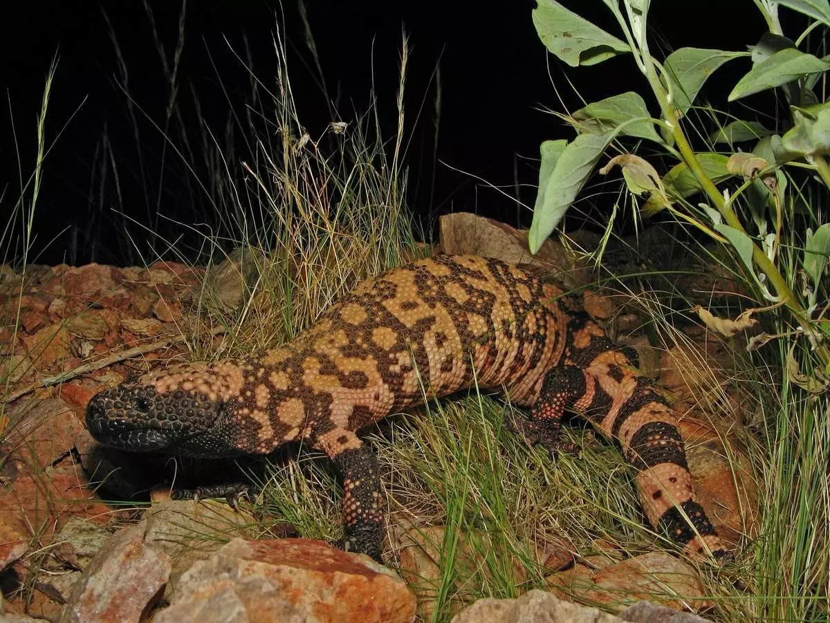 Myrkkyhammas (Helodermatidae).