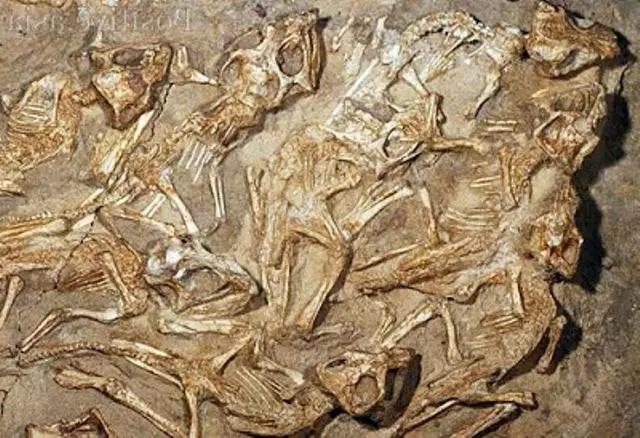 Protoceratops likučiai.