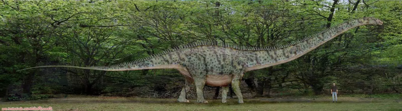Supersaurs uzunligi 34 metrga yetdi.