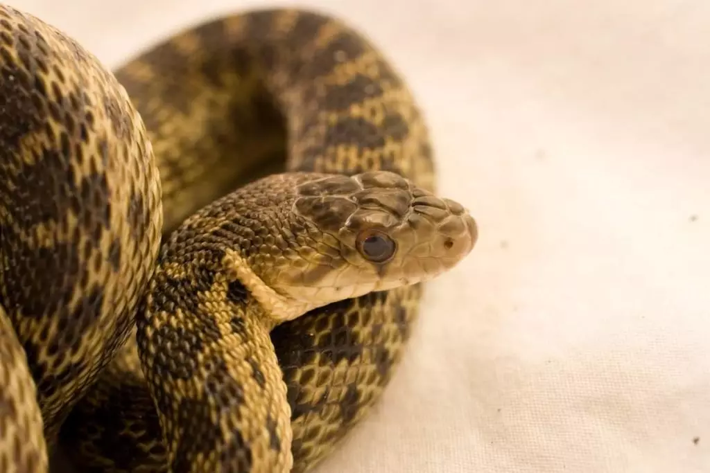 Cobra de Gopher (Pituophis catenifer).