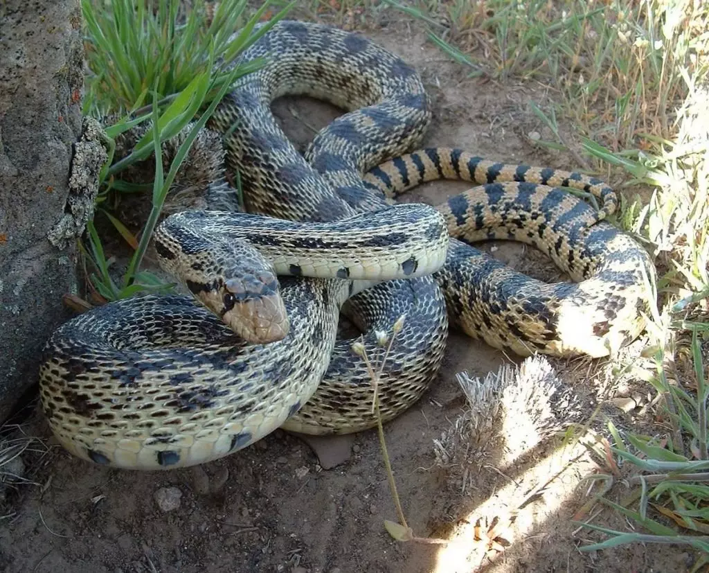 As cobras do pinheiro preferem viver em biótopos florestais.