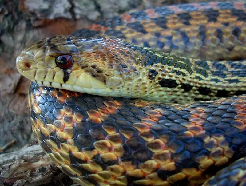 A cobra gopher pode ser encontrada em solo argiloso, arenoso ou rochoso.