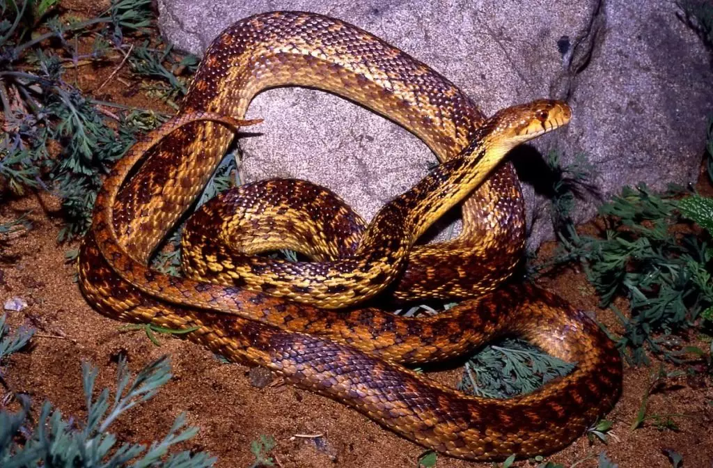 Antes do ataque, a cobra gopher habilmente se contorce, espalha-se por todo o corpo e sibila para o inimigo.