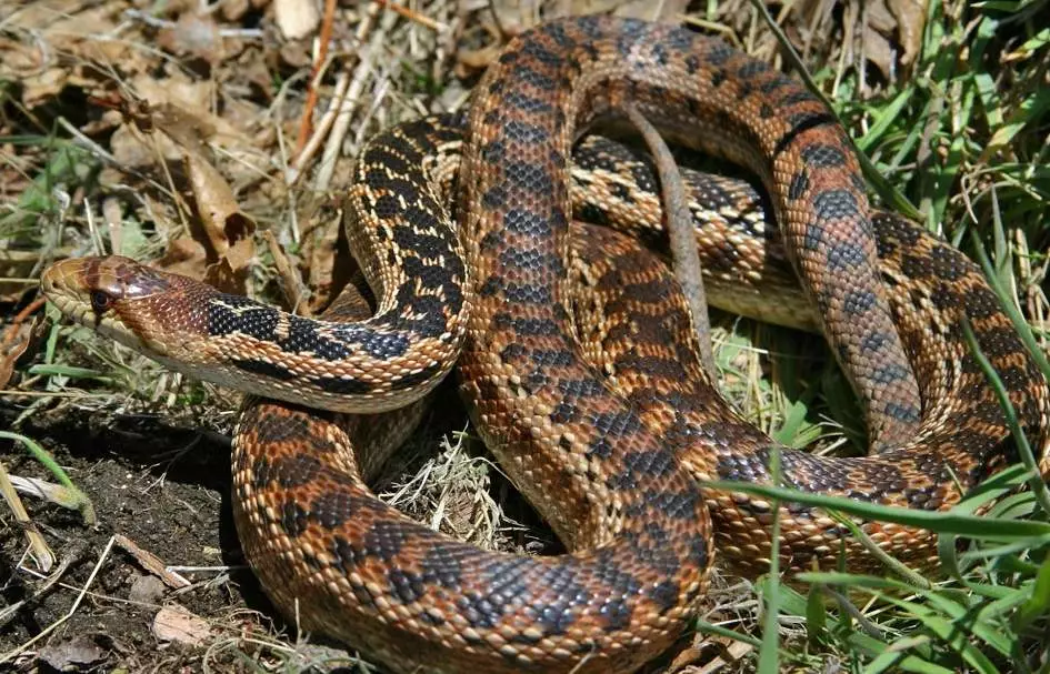 Al terrari de la serp gopher, cal crear un lloc amb una temperatura de 30-32 graus, on el rèptil es pugui escalfar després d’alimentar-se.