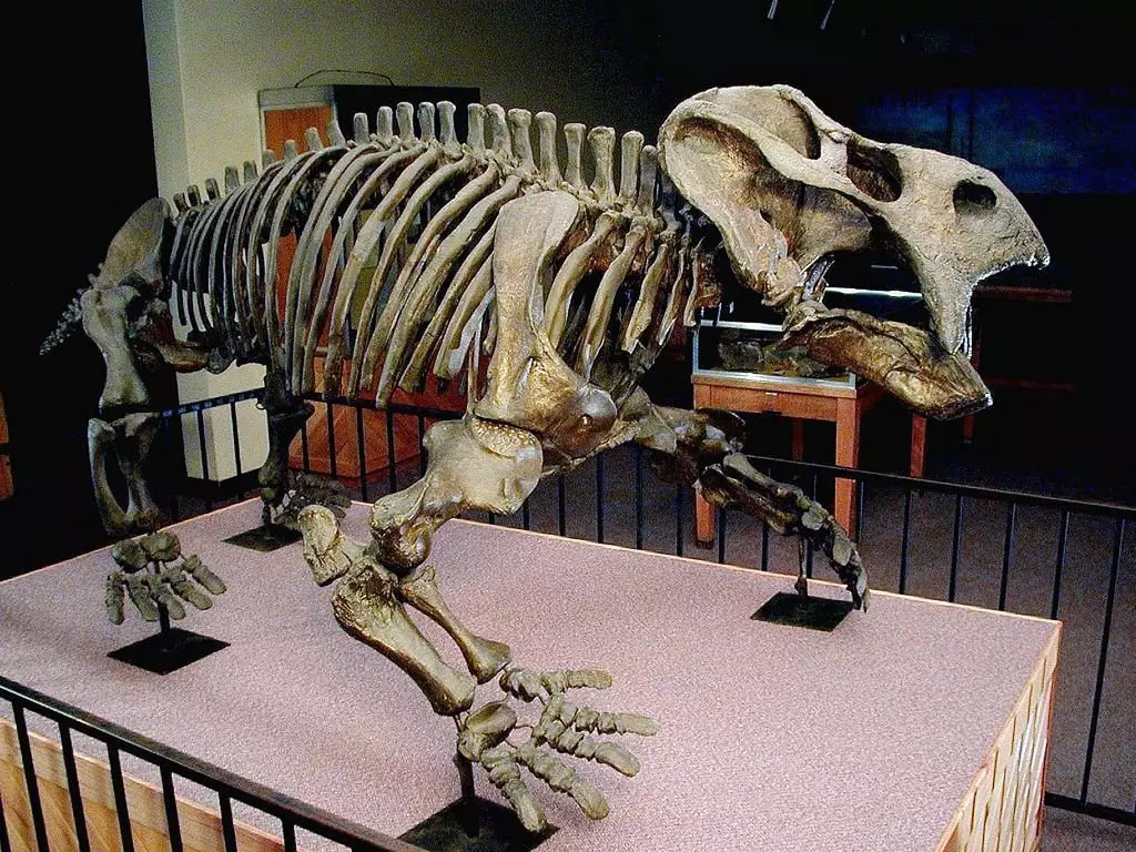 Skeleton nke Placerias.