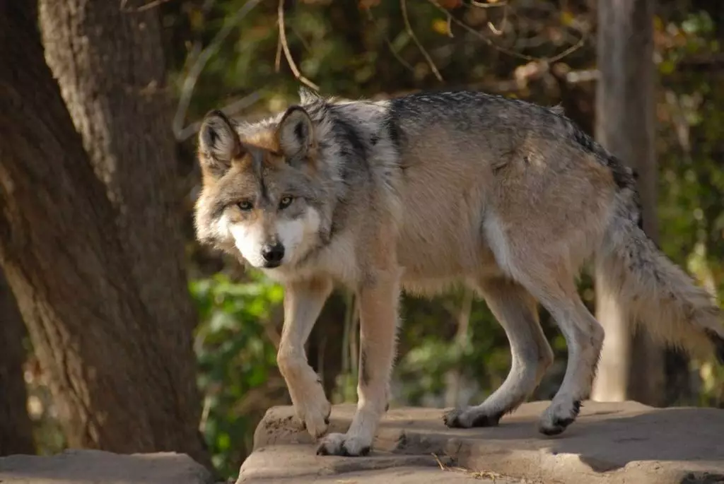 Serigala Mexico (Canis lupus baileyi).