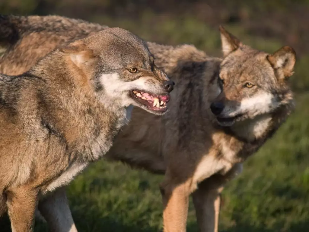 Mitglieder des Wolfsrudels kommunizieren miteinander durch verschiedene Geräusche, insbesondere durch Heulen.