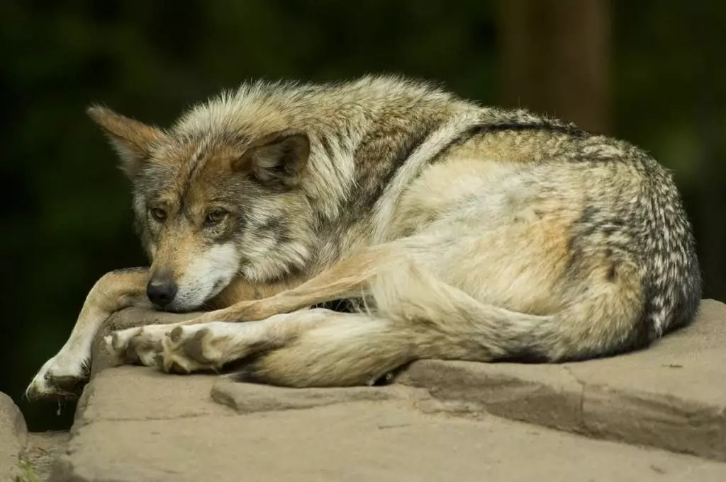 1960 wurde der letzte bekannte natürliche mexikanische Wolf getötet.