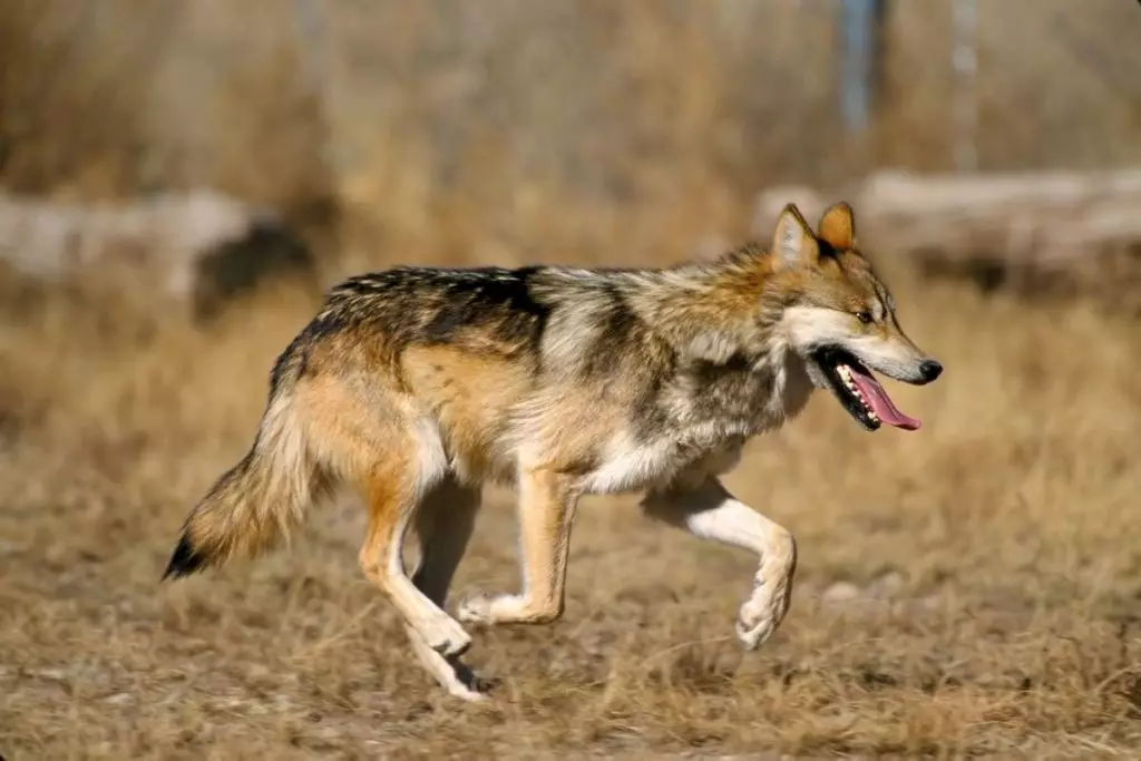 Centinaia di migliaia di lupi messicani sono stati sconsideratamente uccisi e ripescati in natura dagli esseri umani, e ora vengono spesi milioni di dollari in programmi per ripristinare questi animali.