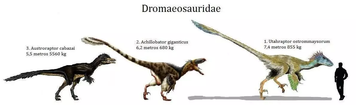 I-Dromaeosaurids (lat. Dromaeosauridae)