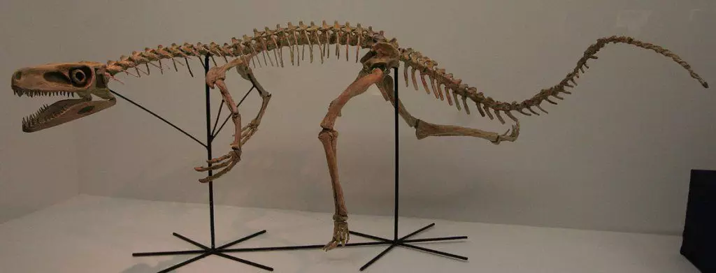 Stavricosaurus skeleti.