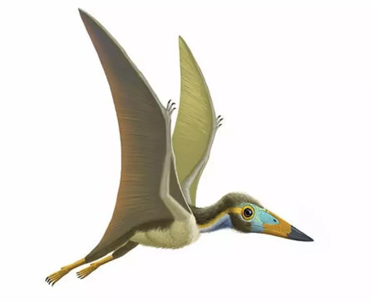 Mus pterosaurus