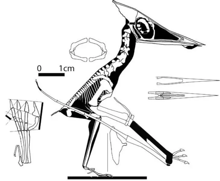 Sərçə Pterosaurunun quruluşu.