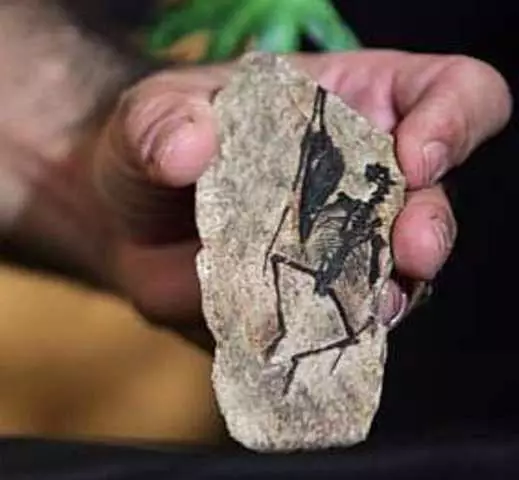 Fossil footprint sa Nemicolopterus crypticus.