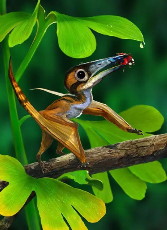 Sparrow pterosaur tau noj kab los ntawm Mesozoic.