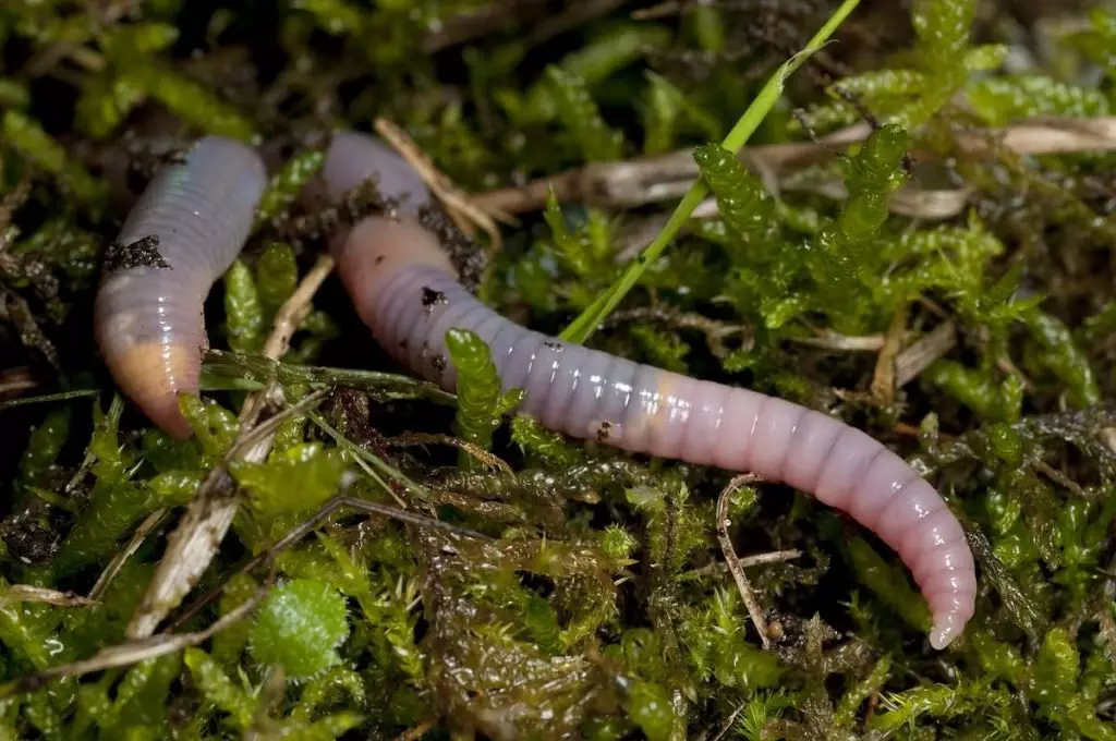 Minyoo iliyosababishwa (Annelida).