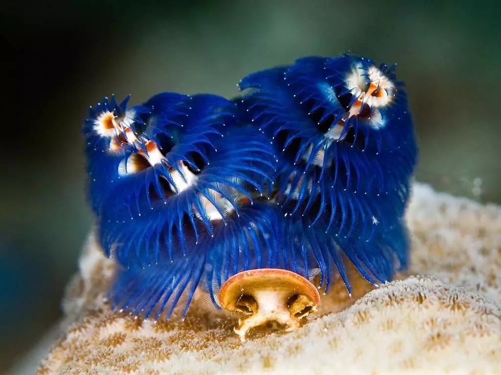 En rørformet polychaete marin orm som lever i et kalkholdig skall, som er i stand til å lukke seg i tilfelle fare.