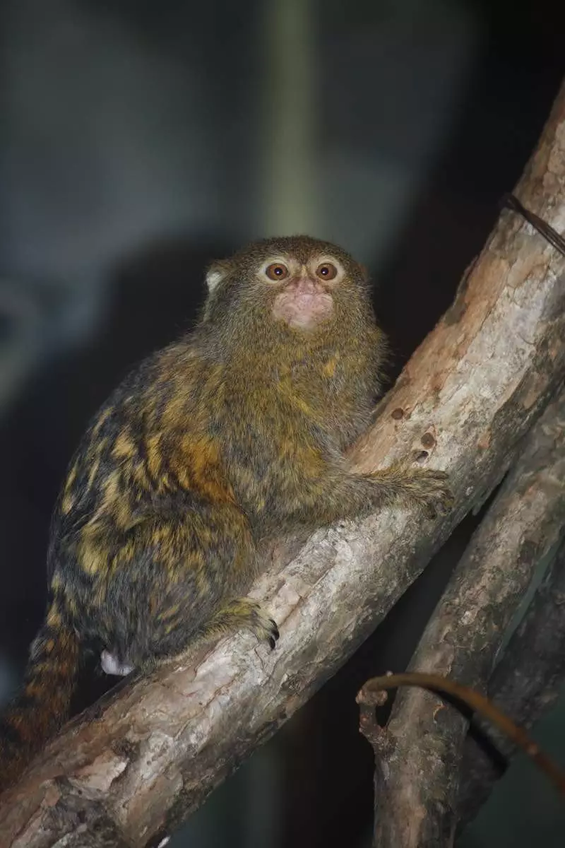 Pygmy marmoset (Cebuella pygmaea).