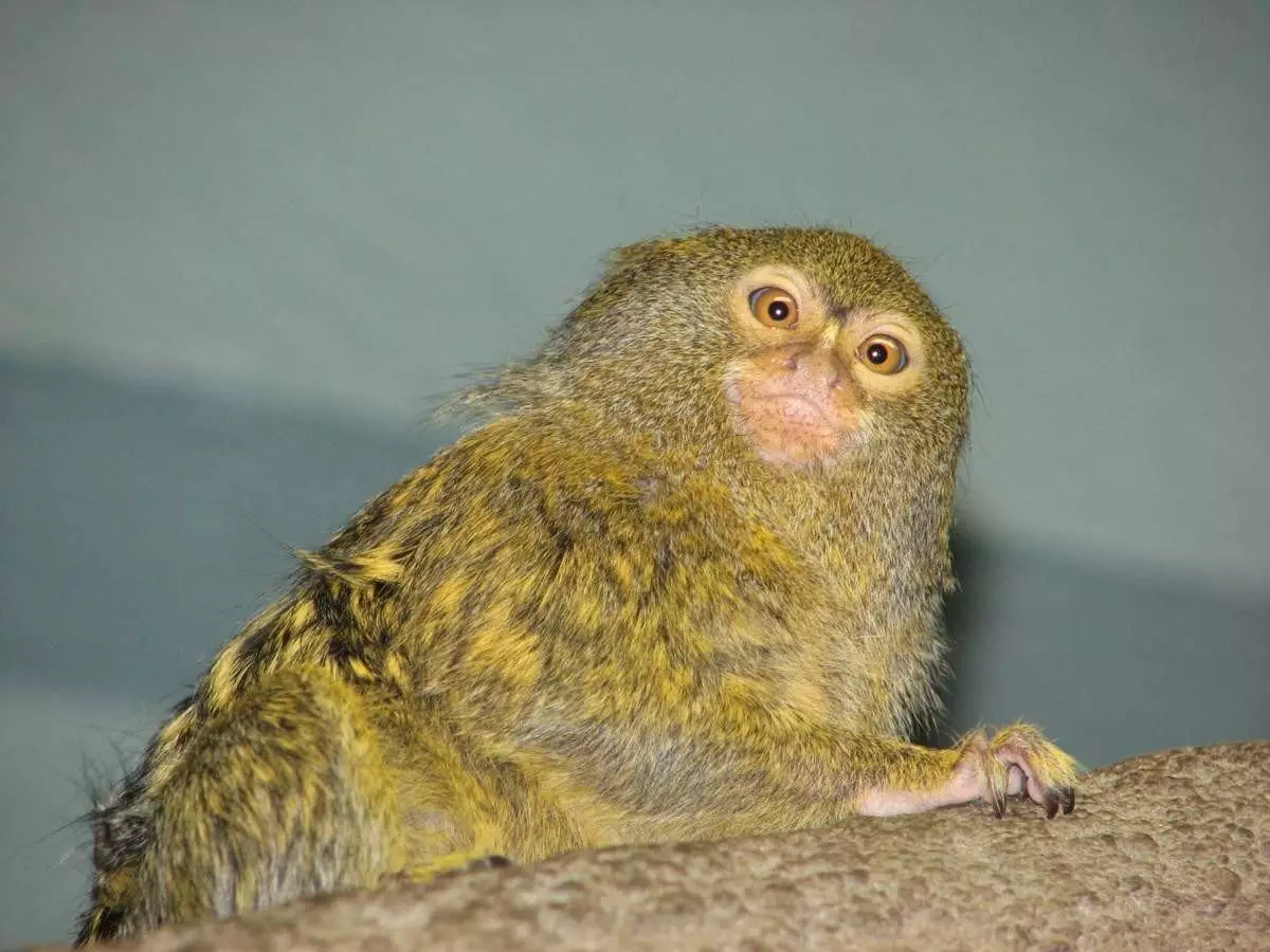 Pygmy marmoset ndi acrobat weniweni.