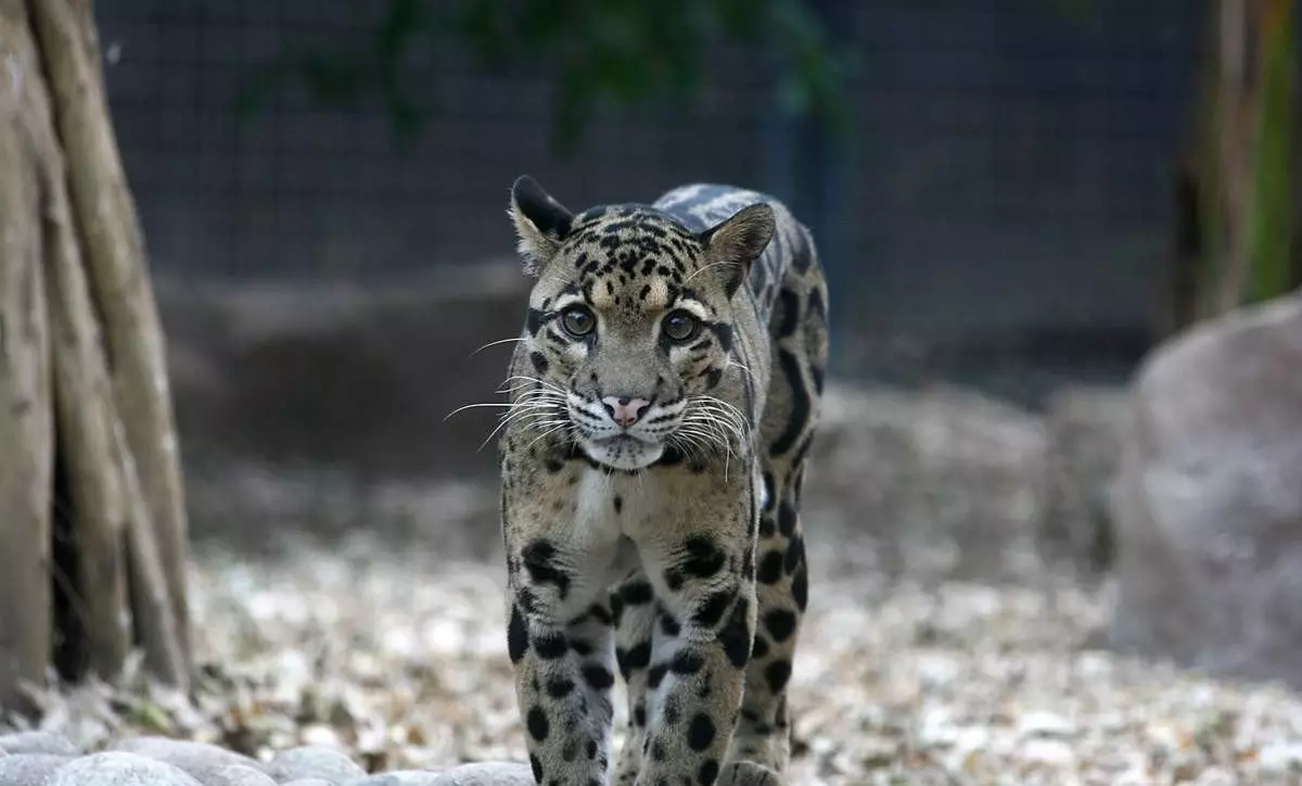 Oblačen leopard (Neofelis nebulosa).