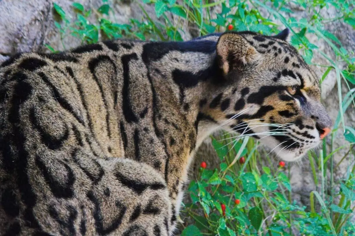 Bytet för denna leopard är en mängd olika djur.