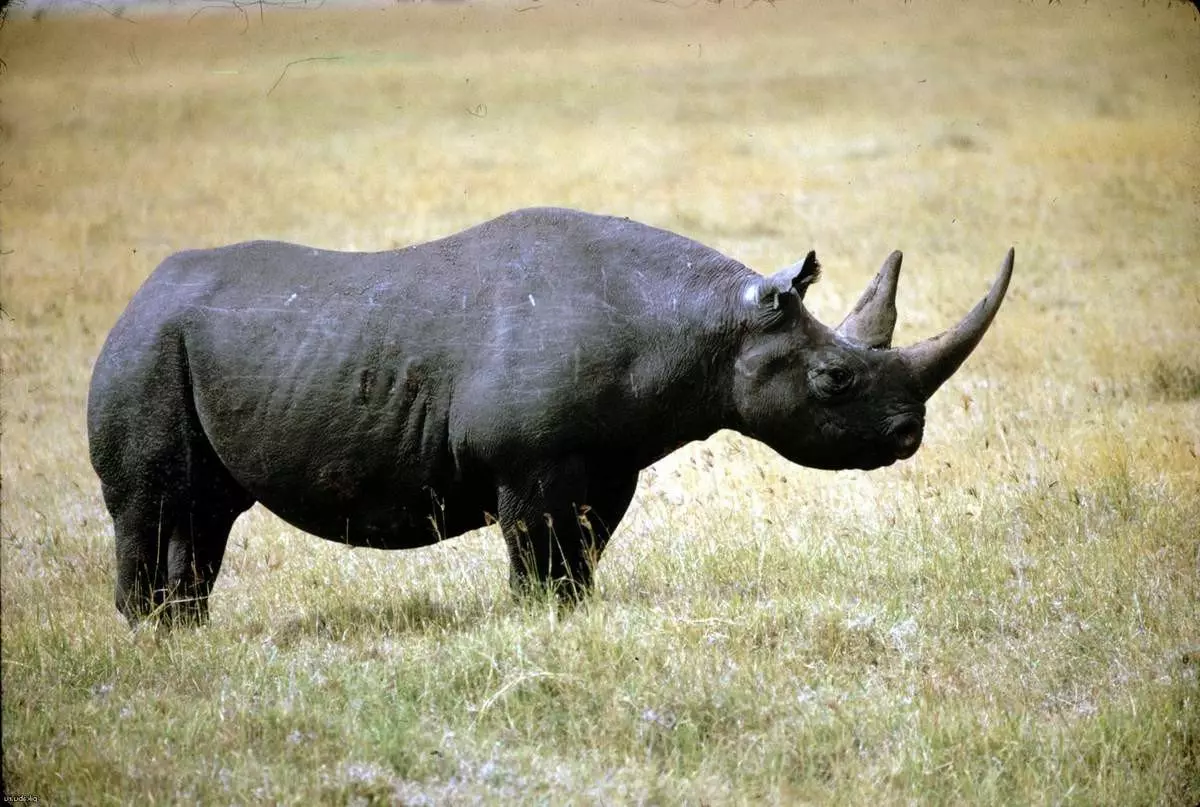 Sort næsehorn (Diceros bicornis).