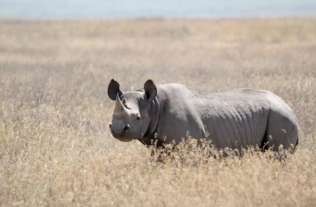 Una caratteristica distintiva di questa specie è la presenza di due corna contemporaneamente.