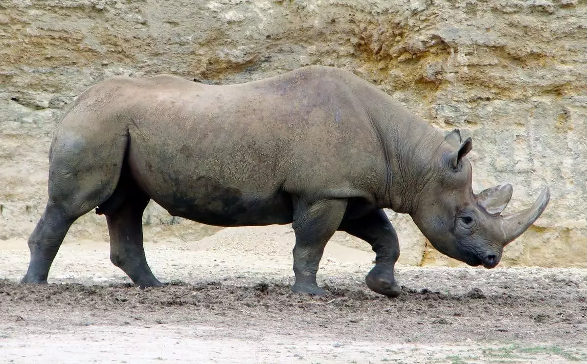 Il rinoceronte nero è un animale ostile, non dovresti comportarti in modo invadente con esso.