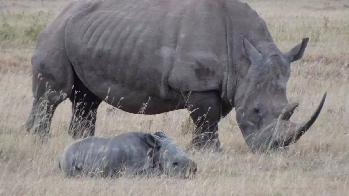 Usa ka babaye nga rhino nga adunay bata.