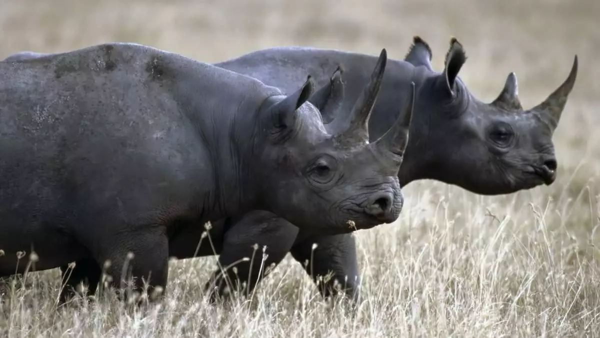 Ang mga pares sa itom nga mga rhino hamubo ra ang kinabuhi.