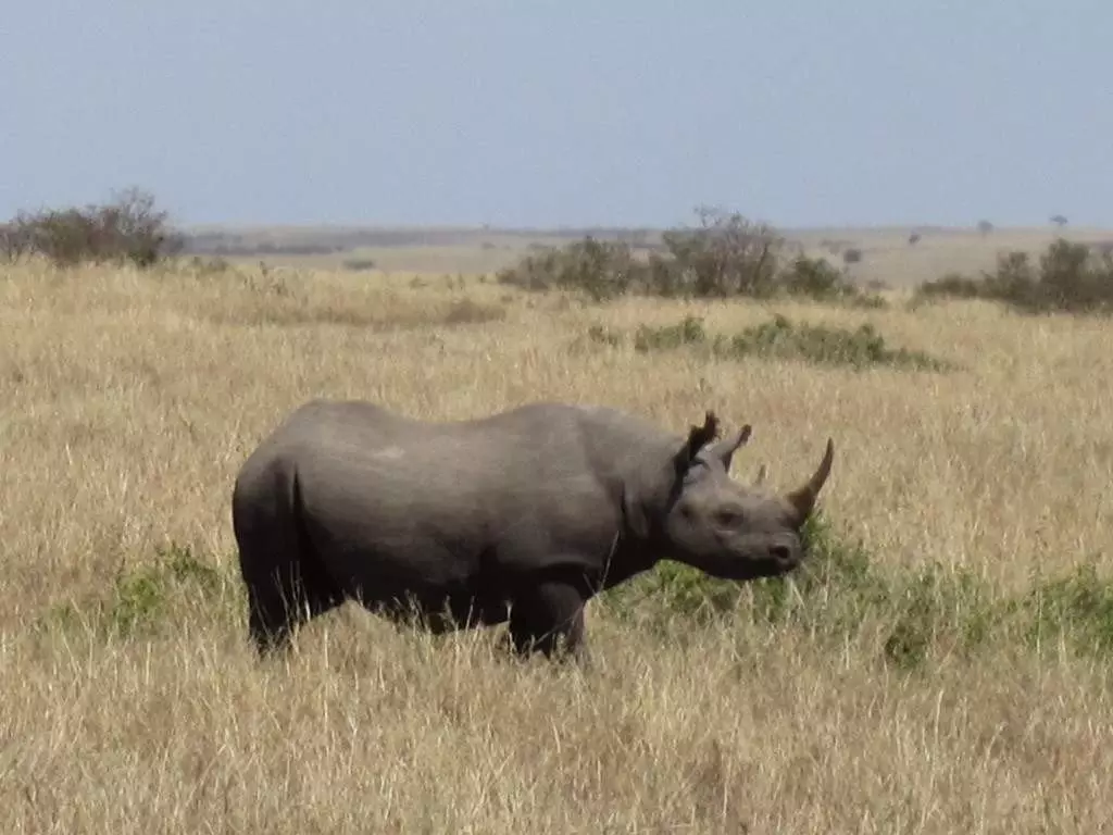 Rhinoceros mainty ao amin'ny valan-javaboary.