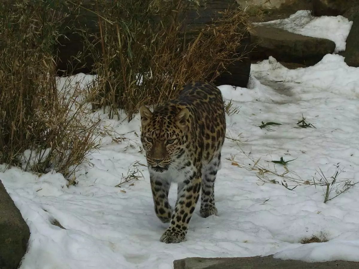 Tālo Austrumu leopards (Panthera pardus orientalis).