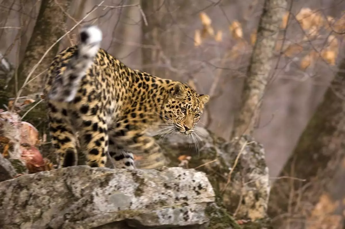 De Amoer leopard is in echte rôfdier.