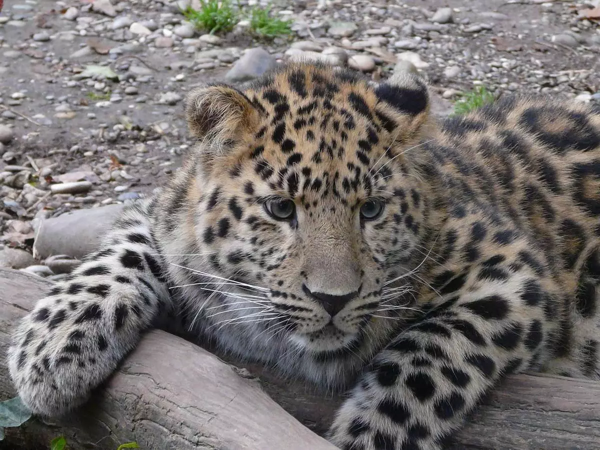Tālo Austrumu leopards ir apdraudēts dzīvnieks.